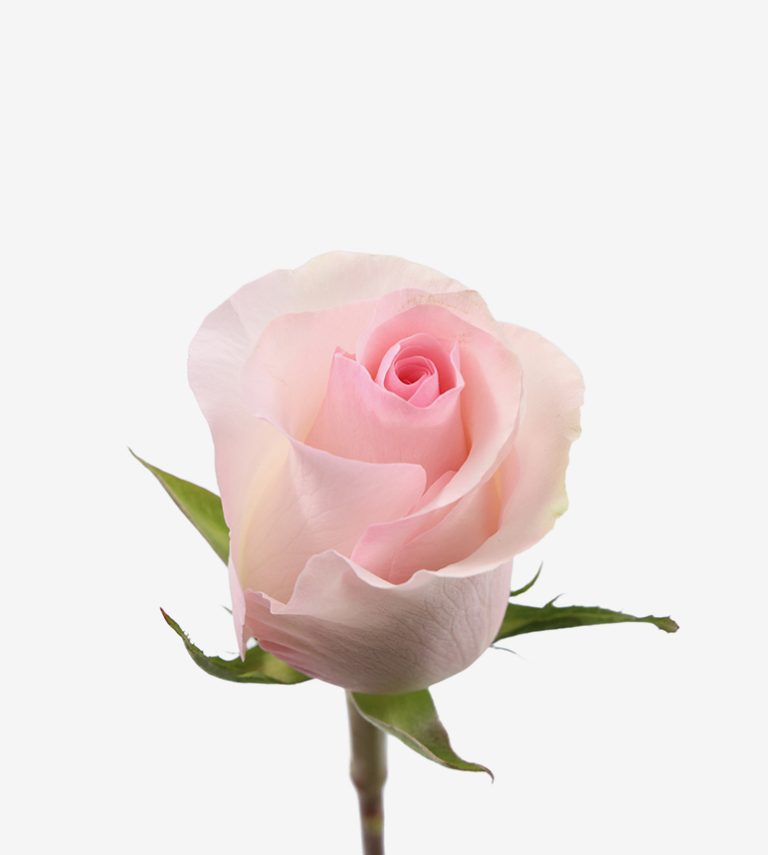 Our Roses – Elite Flower