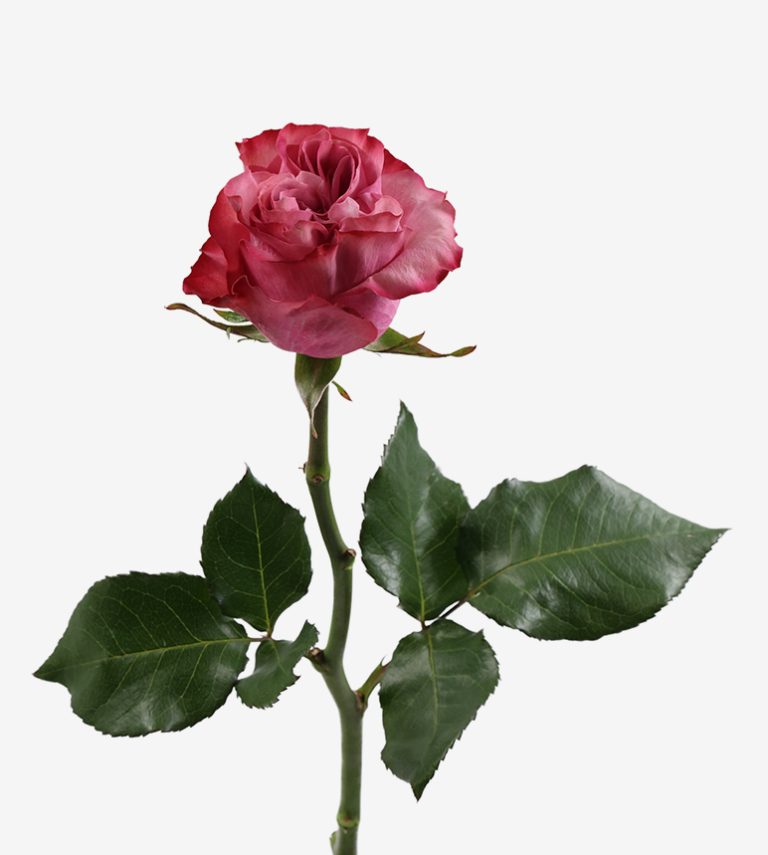 Our Roses – Elite Flower