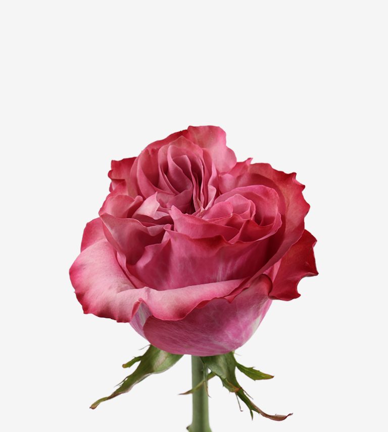 Our Roses – Elite Flower