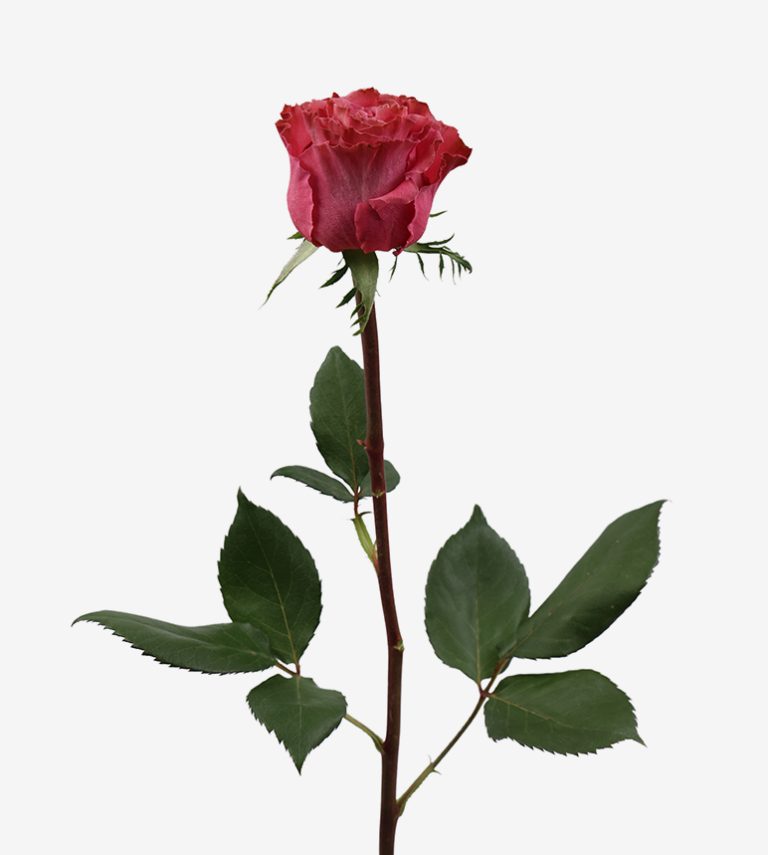 Our Roses – Elite Flower