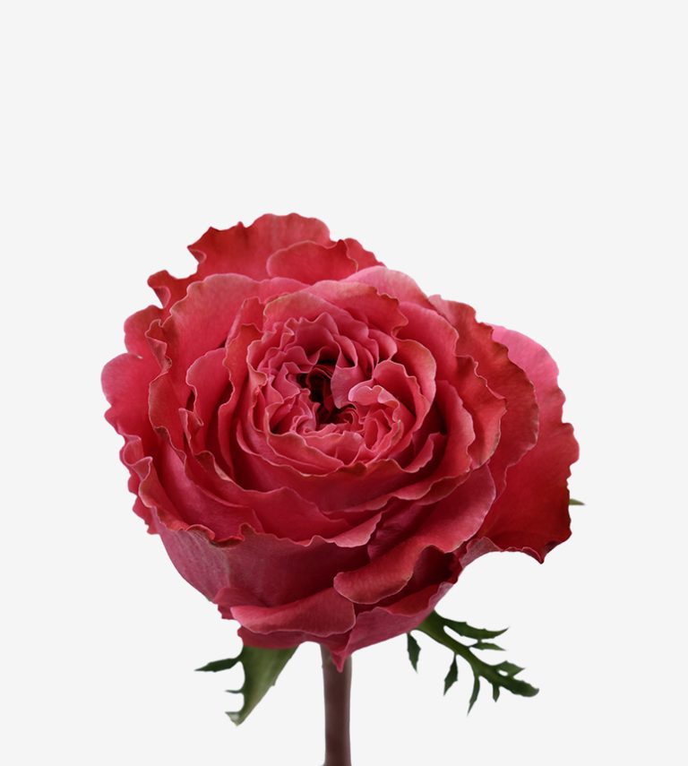 Our Roses – Elite Flower