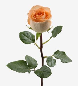 Our Roses – Elite Flower