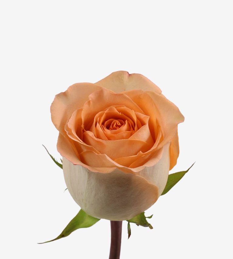 Our Roses – Elite Flower