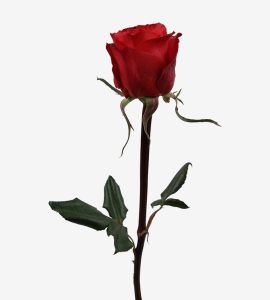 Our Roses – Elite Flower