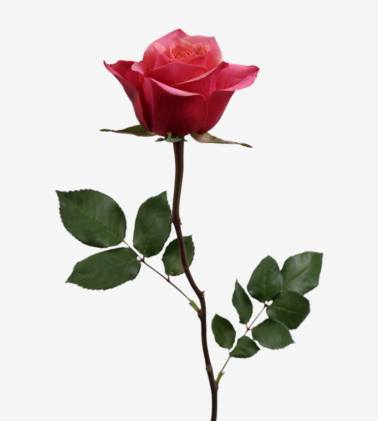 Our Roses – Elite Flower