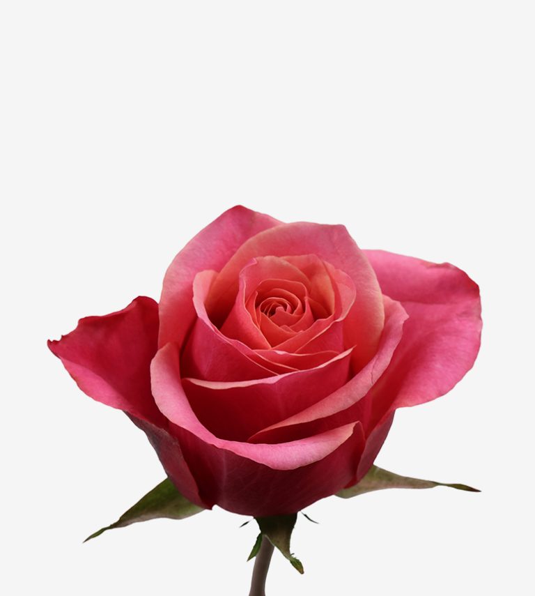 Our Roses – Elite Flower