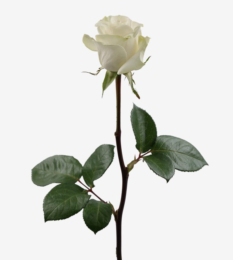 Our Roses – Elite Flower