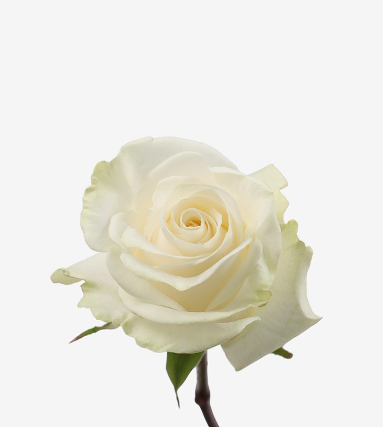 Our Roses – Elite Flower