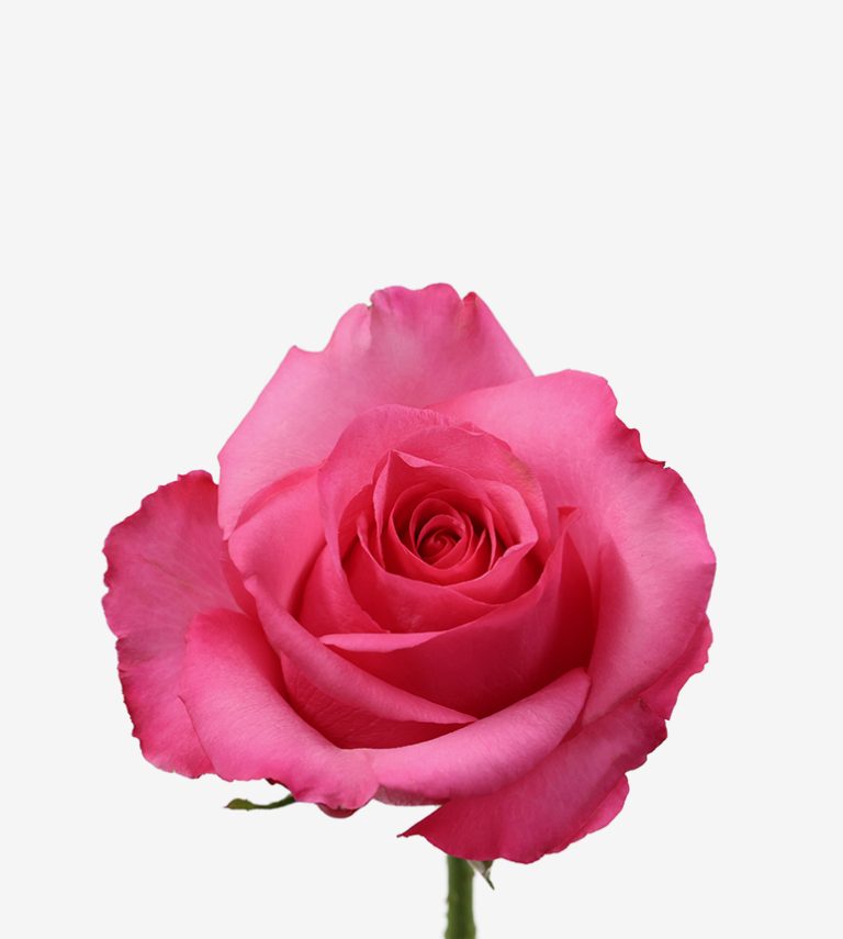 Our Roses – Elite Flower