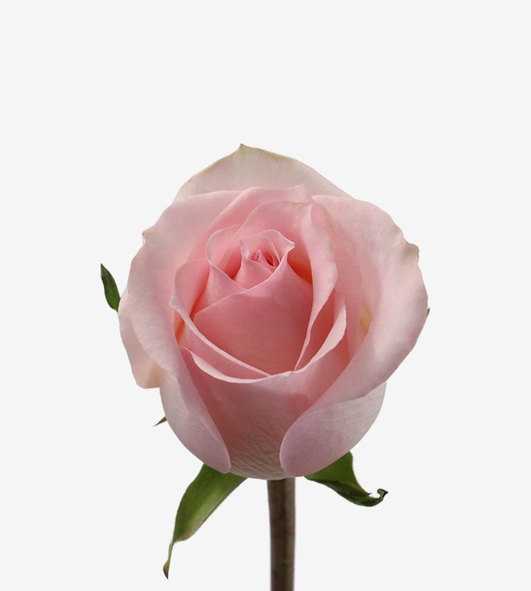 Our Roses – Elite Flower