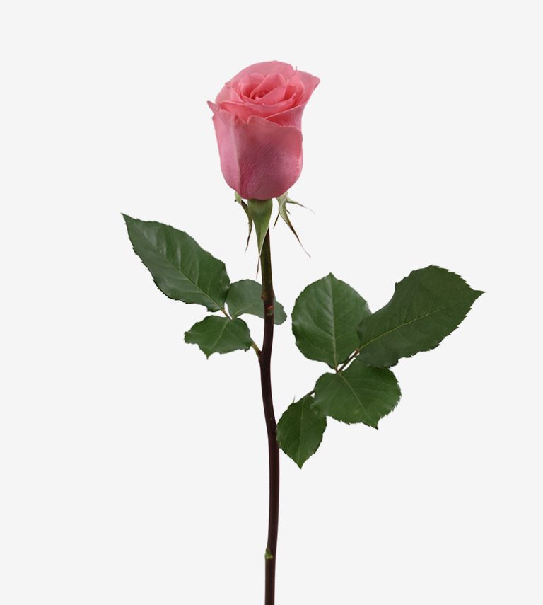 Our Roses – Elite Flower