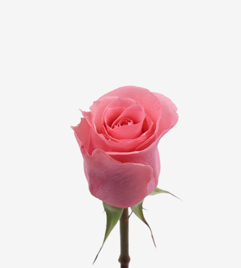 Our Roses – Elite Flower