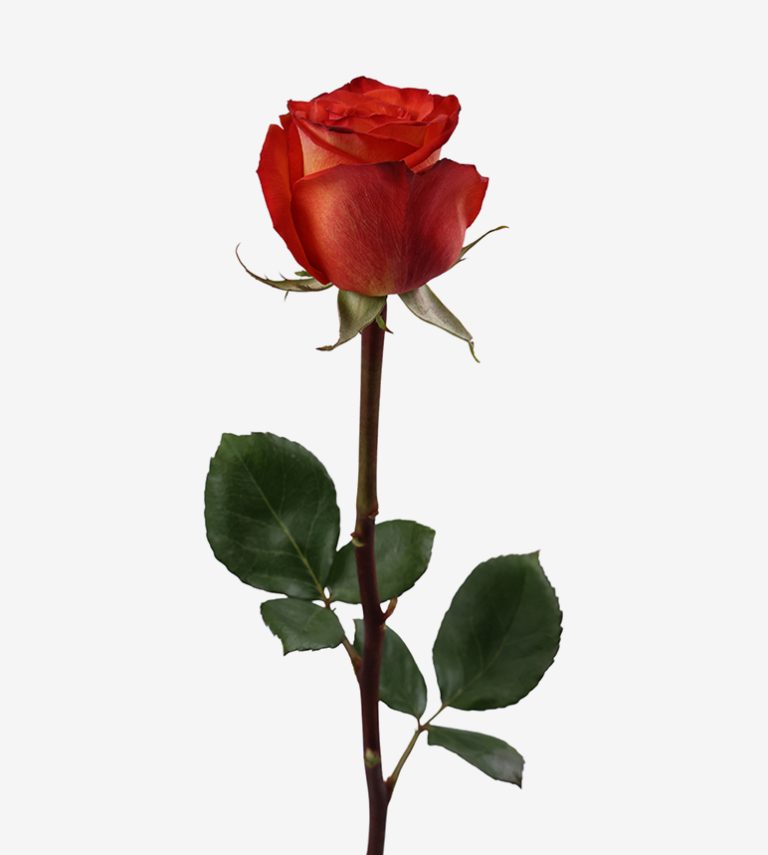 Our Roses – Elite Flower