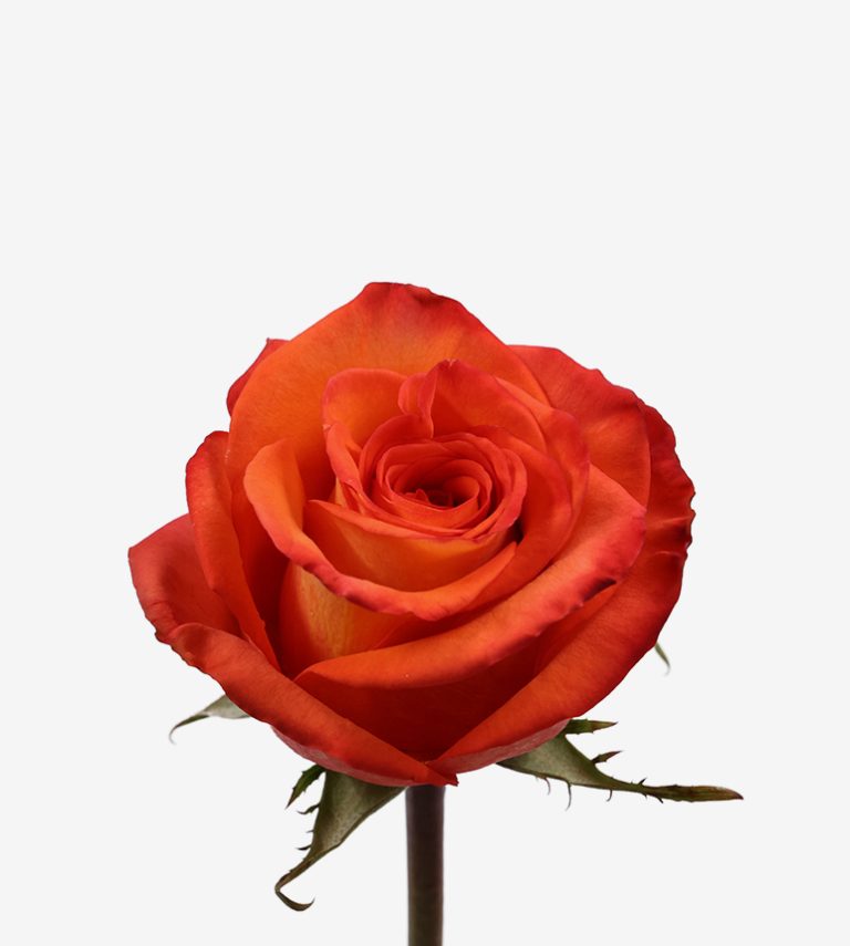 Our Roses – Elite Flower