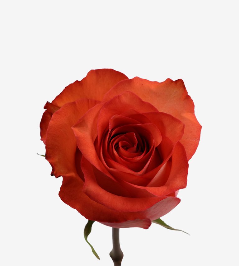 Our Roses – Elite Flower