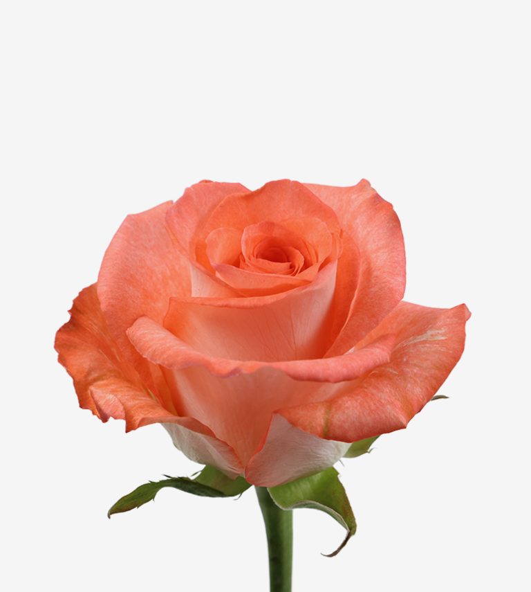 Our Roses – Elite Flower