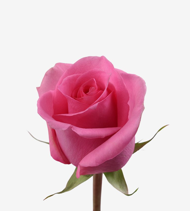 Our Roses – Elite Flower