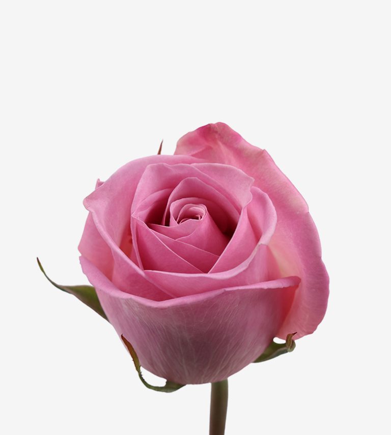 Our Roses – Elite Flower