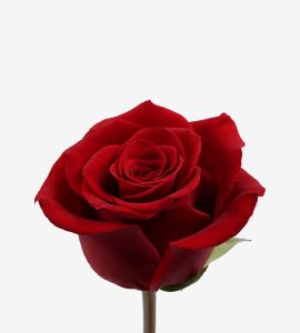 Our Roses – Elite Flower