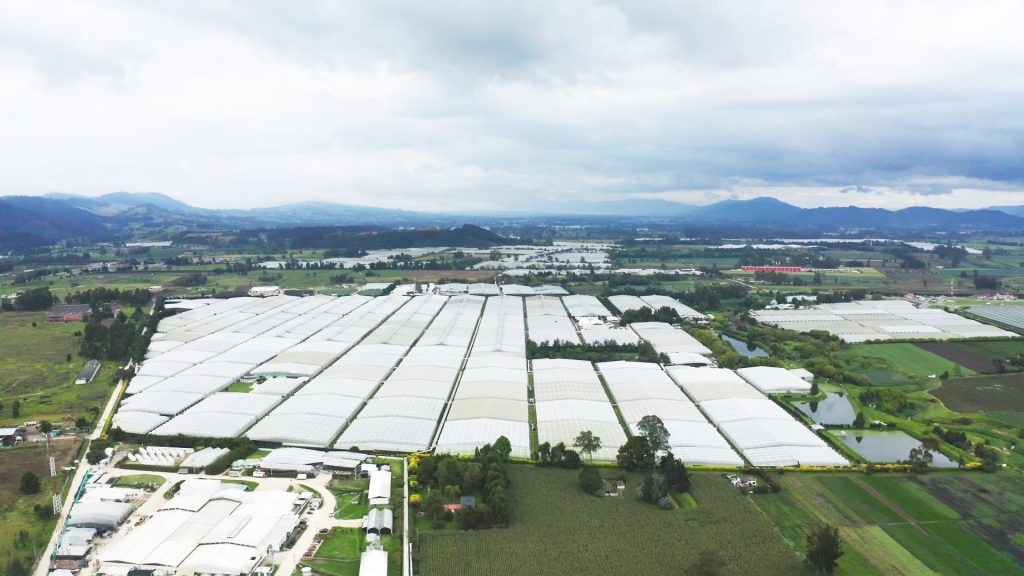 Our Farms – Elite Flower