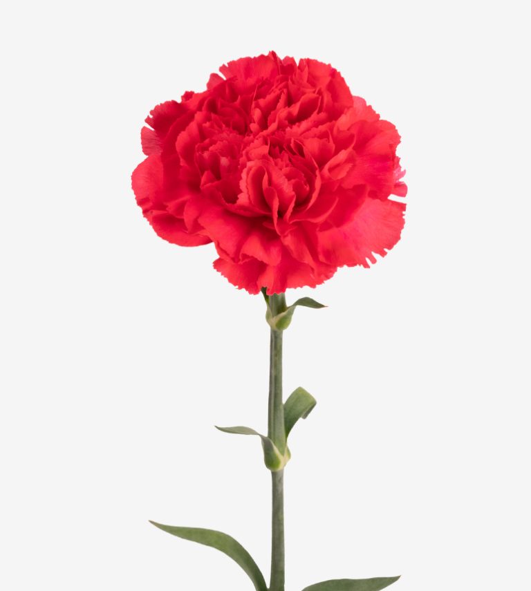 Market Bunches – Basic – Elite Flower