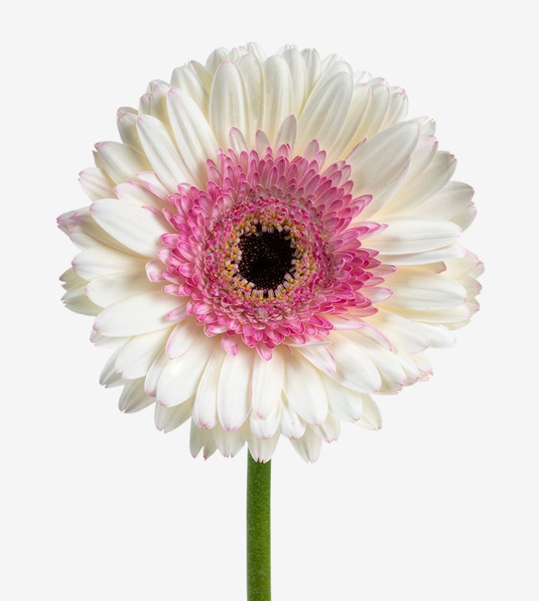 Our Flowers – Elite Flower