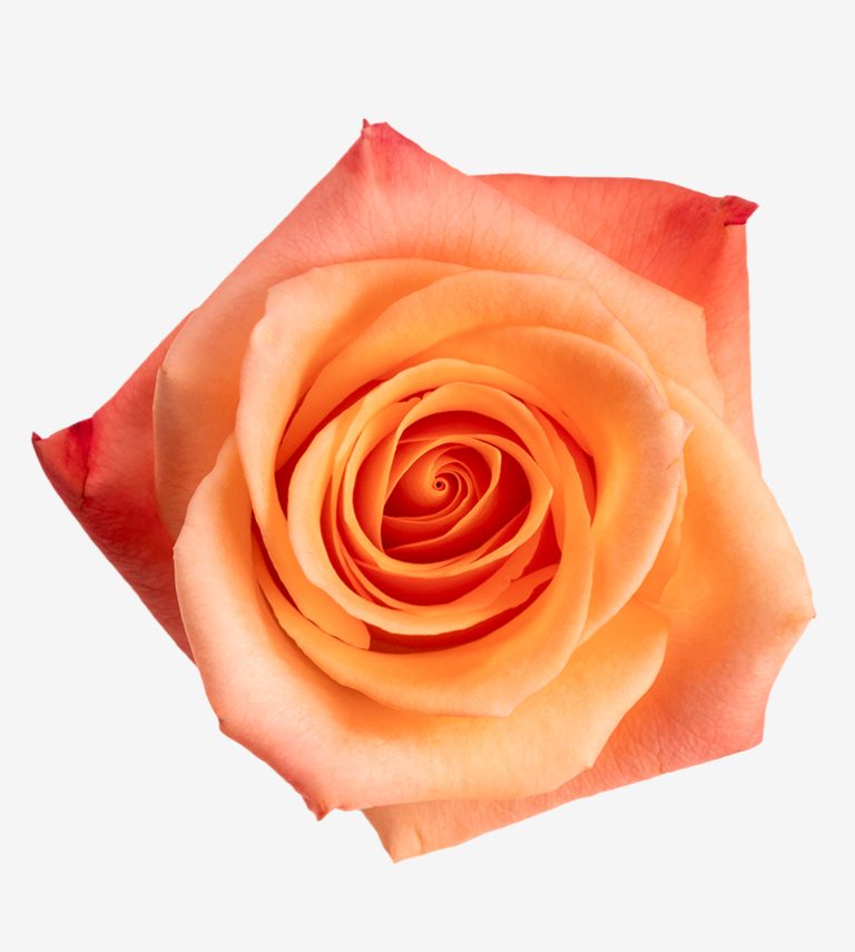 Our Roses – Elite Flower