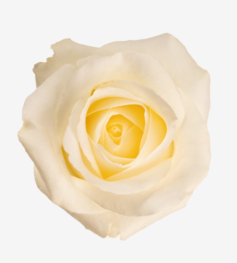 Our Roses – Elite Flower