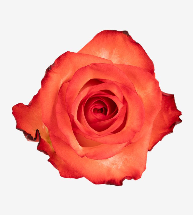 Our Roses – Elite Flower