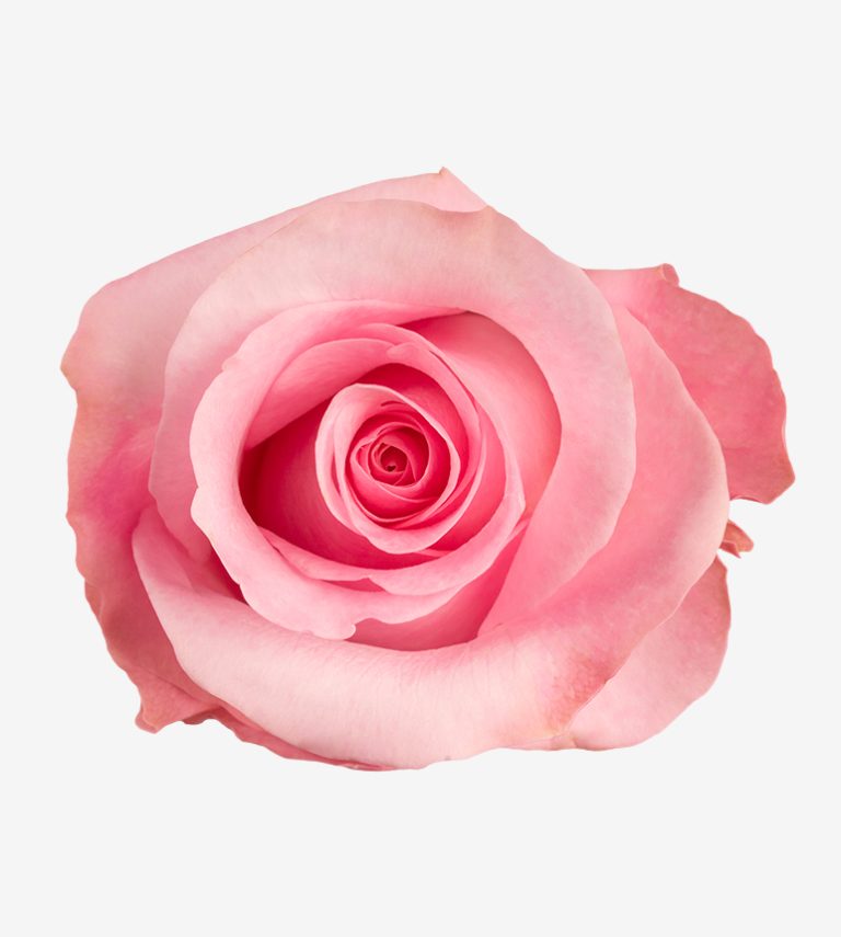 Our Roses – Elite Flower