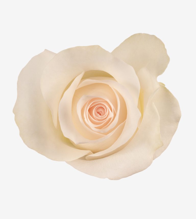 Our Roses – Elite Flower