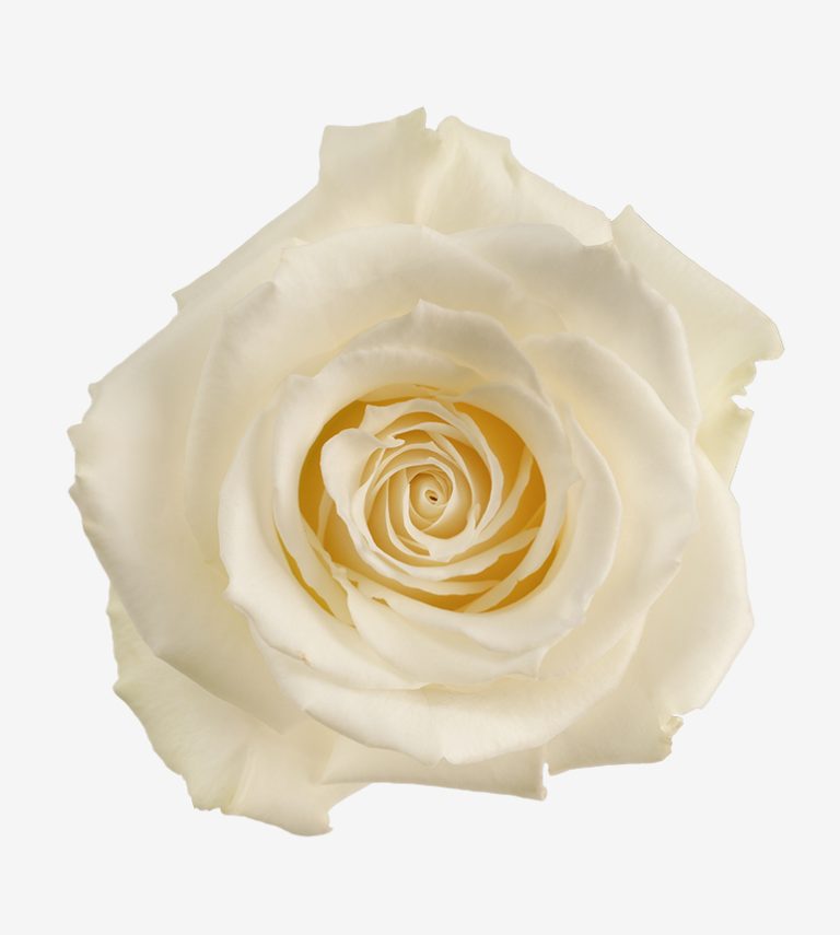 Our Roses – Elite Flower