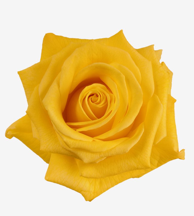 Our Roses – Elite Flower