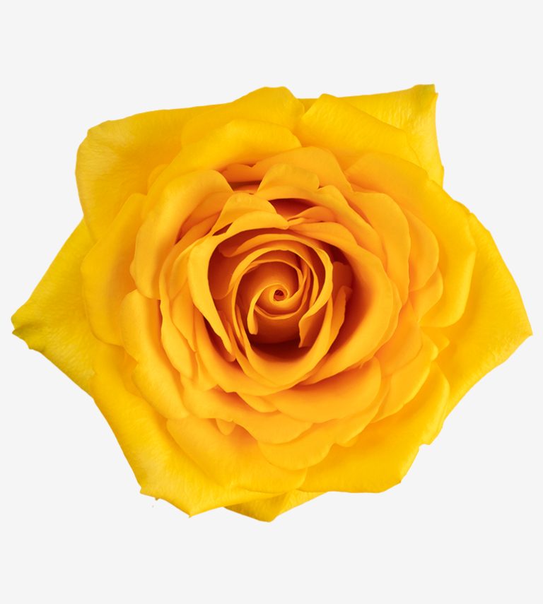 Our Roses – Elite Flower